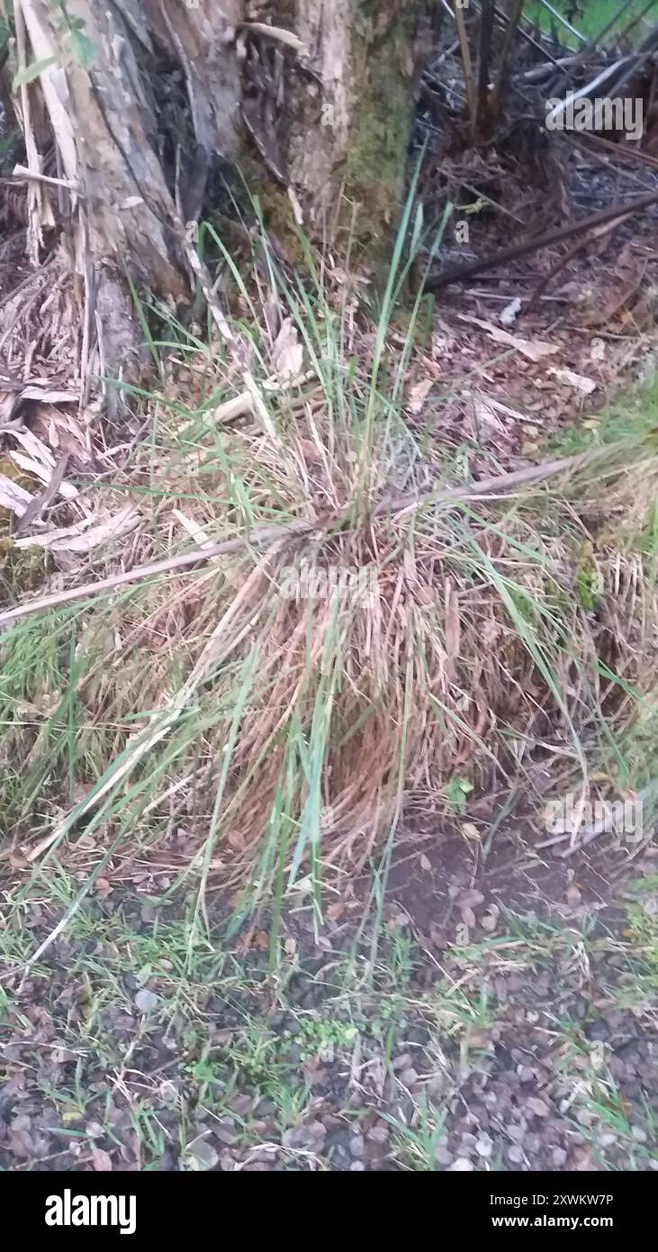 Paspalum scrobiculatum hi-res stock photography and images - Alamy