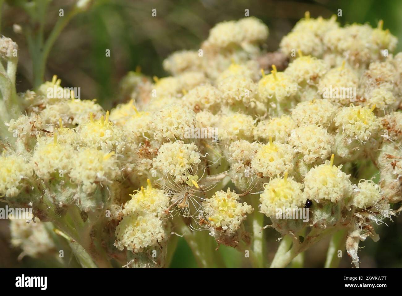 Pale Everlasting (Helichrysum pallidum) Plantae Stock Photo - Alamy