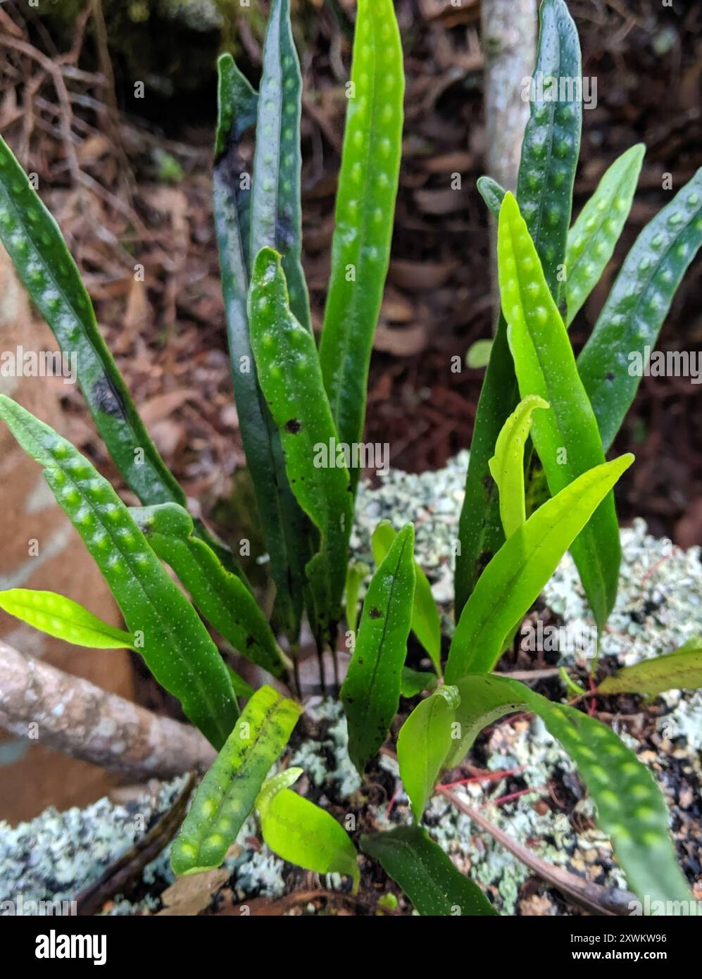 Weeping Fern (Lepisorus thunbergianus) Plantae Stock Photo - Alamy