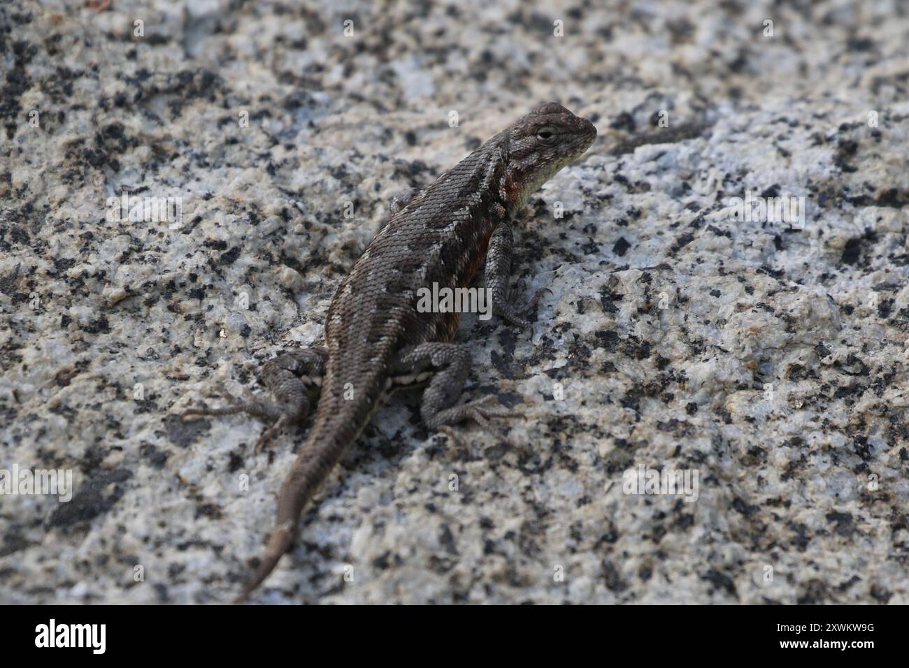 Common Sagebrush Lizard (Sceloporus graciosus) Reptilia Stock Photo - Alamy
