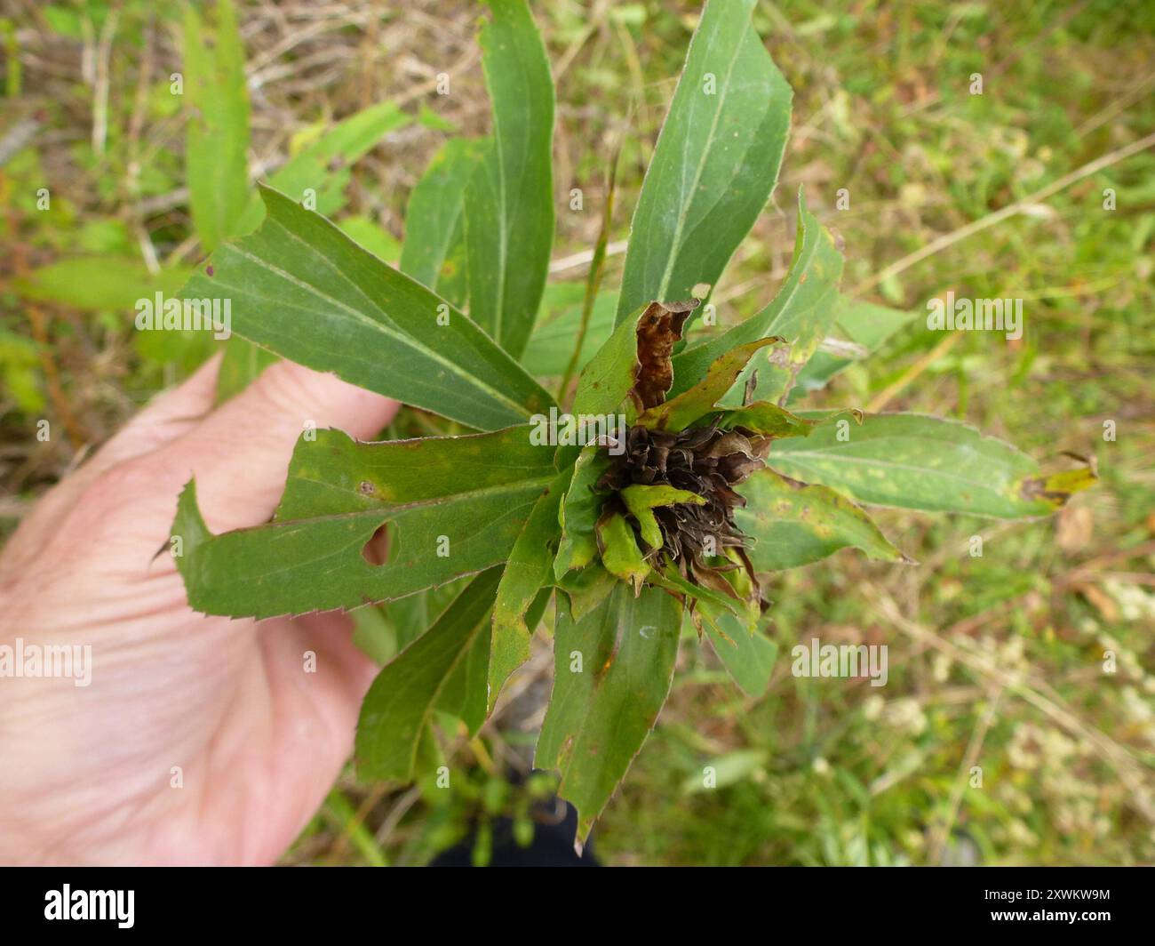 Giant Goldenrod Bunch Gall Midge (Rhopalomyia capitata) Insecta Stock ...