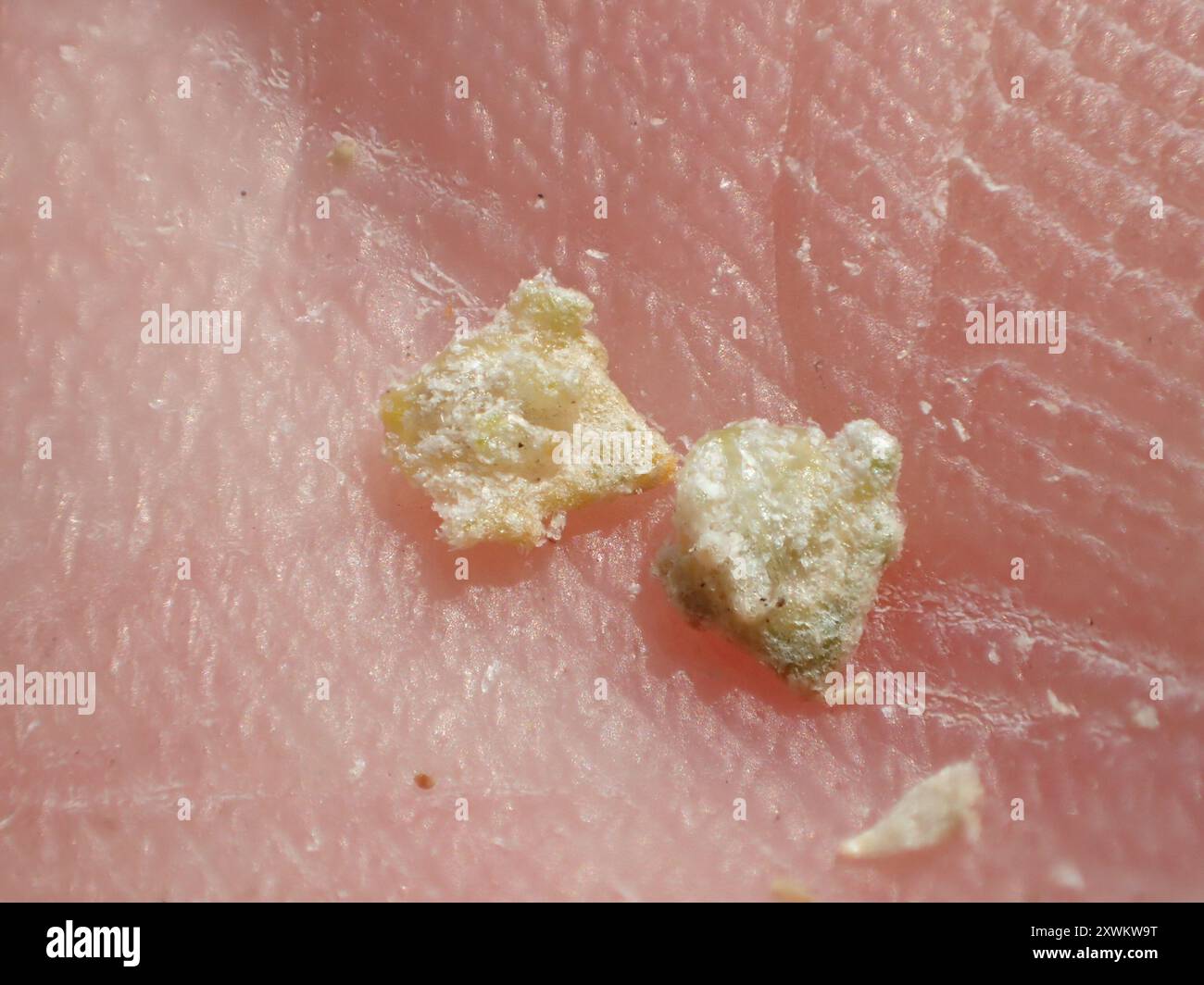 brittlescale (Atriplex depressa) Plantae Stock Photo - Alamy