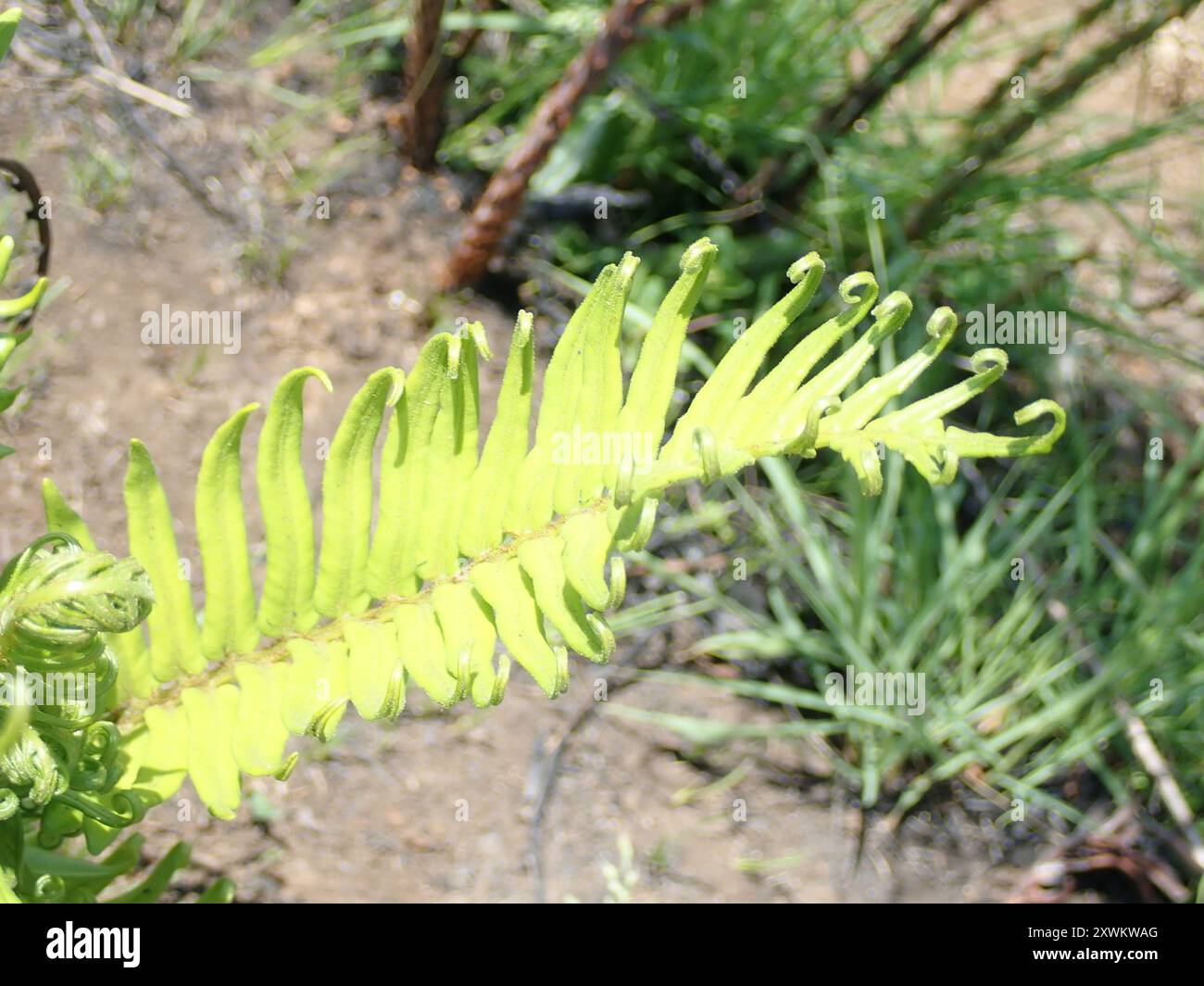 Leathery Hard Fern (Lomariocycas tabularis) Plantae Stock Photo - Alamy