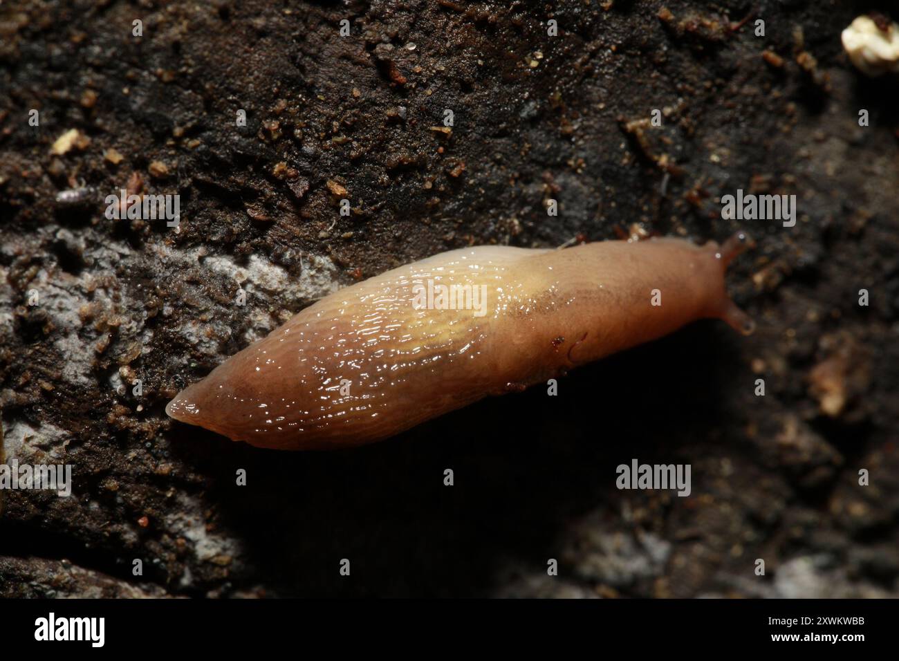 Milky Slug (Deroceras reticulatum) Mollusca Stock Photo - Alamy