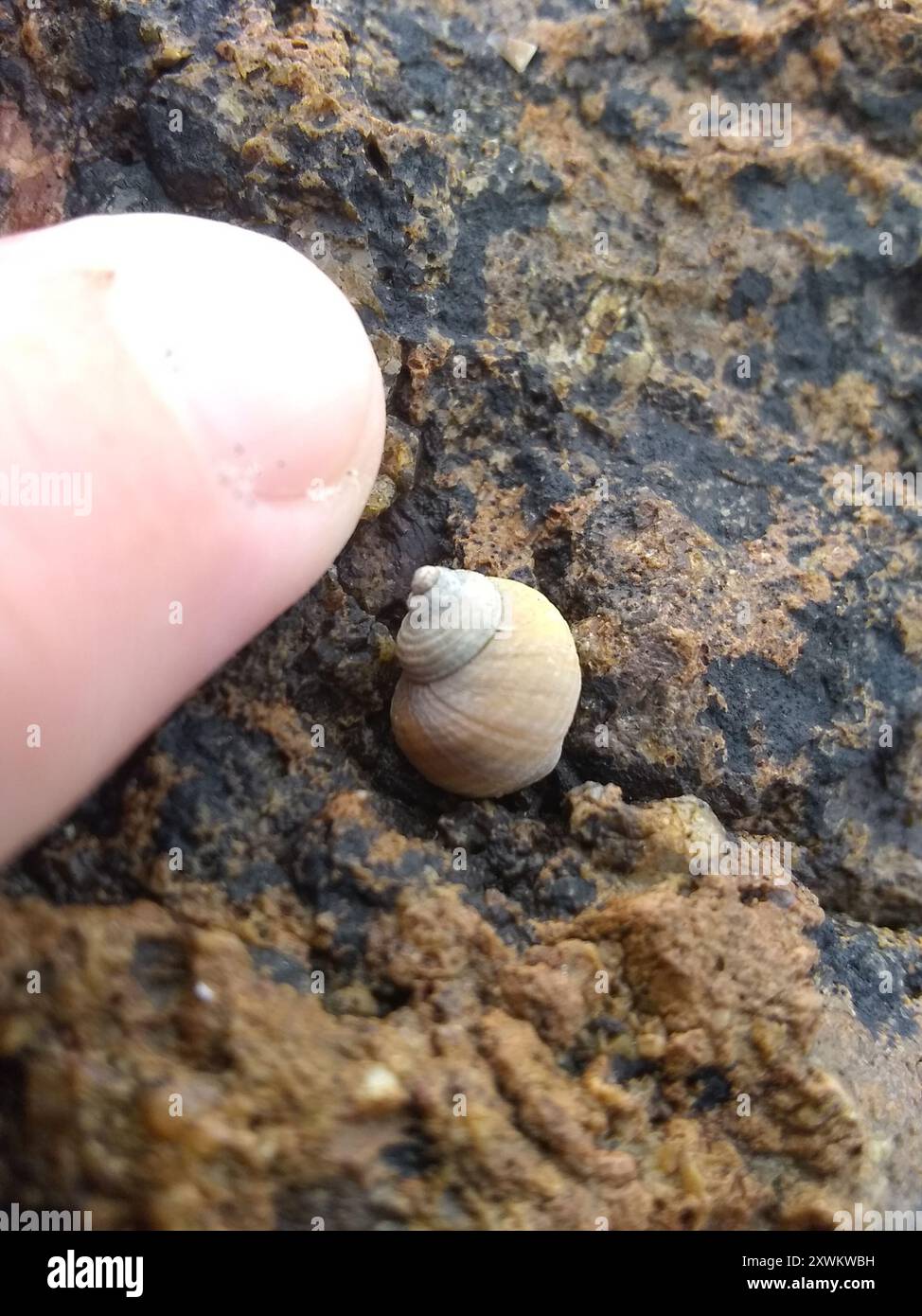 Rough Periwinkle (Littorina saxatilis) Mollusca Stock Photo - Alamy