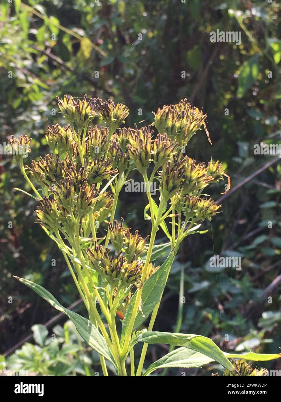 Yellow Crownbeard (Verbesina occidentalis) Plantae Stock Photo - Alamy