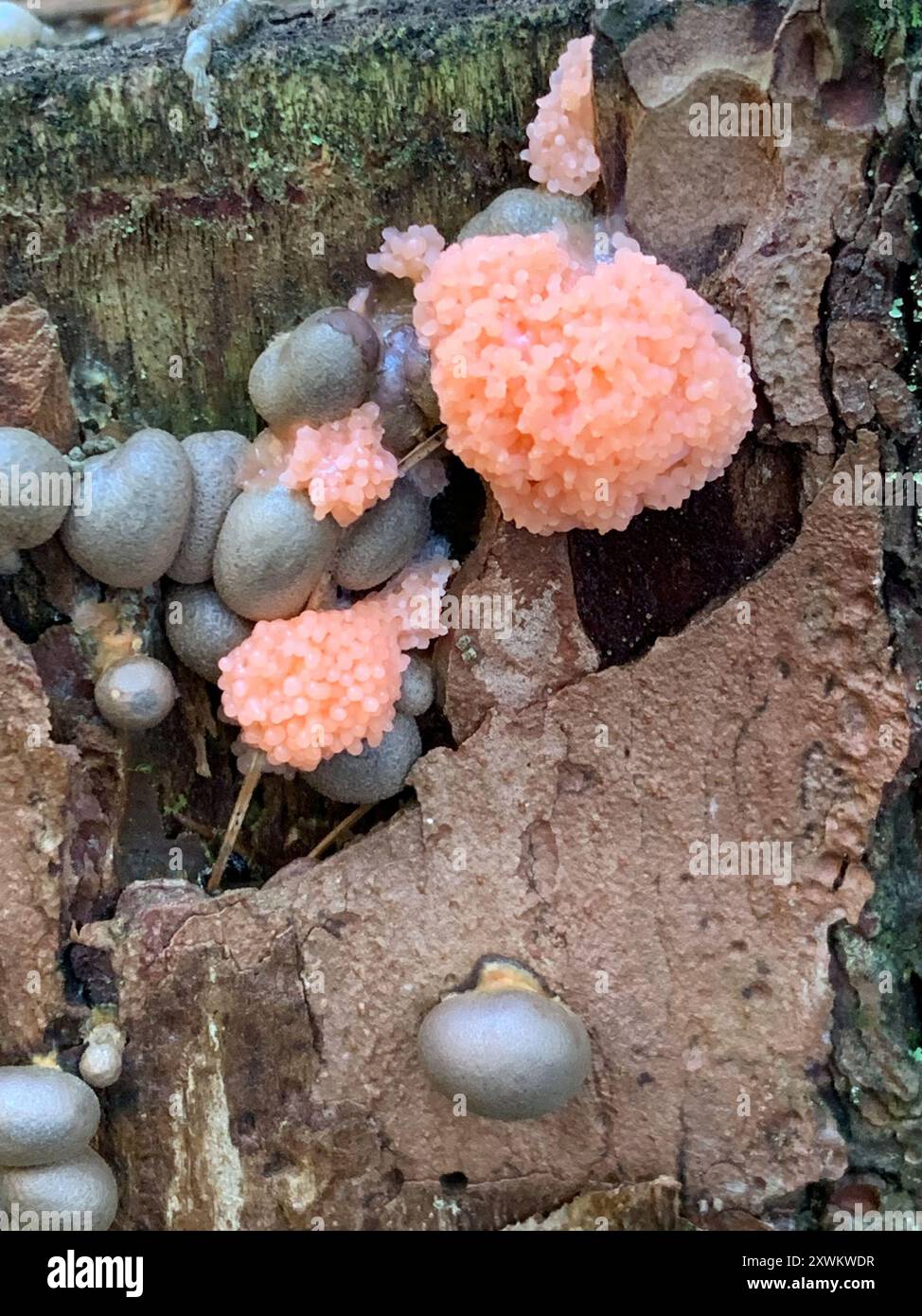 Wolf's Milk (Lycogala epidendrum) Protozoa Stock Photo - Alamy