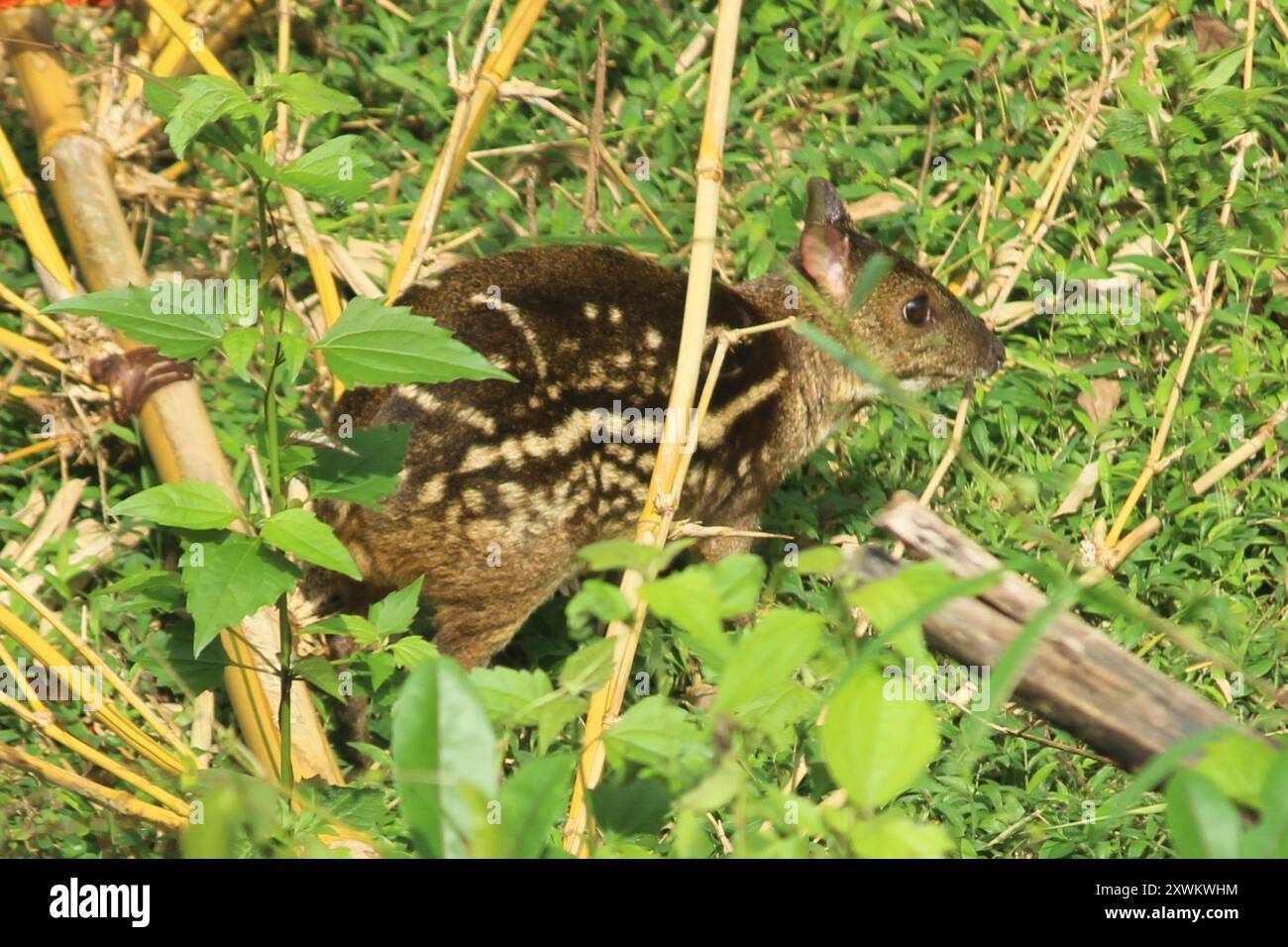 Moschiola hi-res stock photography and images - Alamy