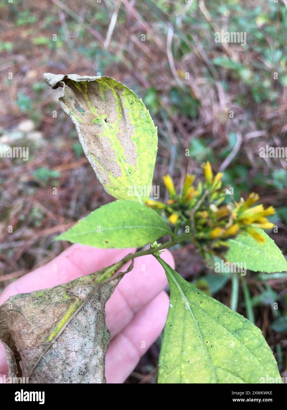 Yellow Crownbeard (Verbesina occidentalis) Plantae Stock Photo - Alamy