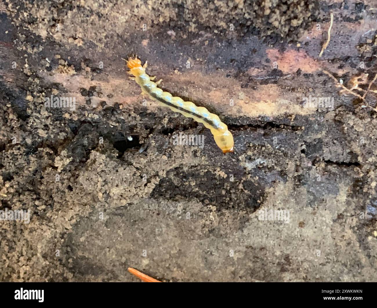Canada Fire-colored Beetle (Dendroides canadensis) Insecta Stock Photo ...