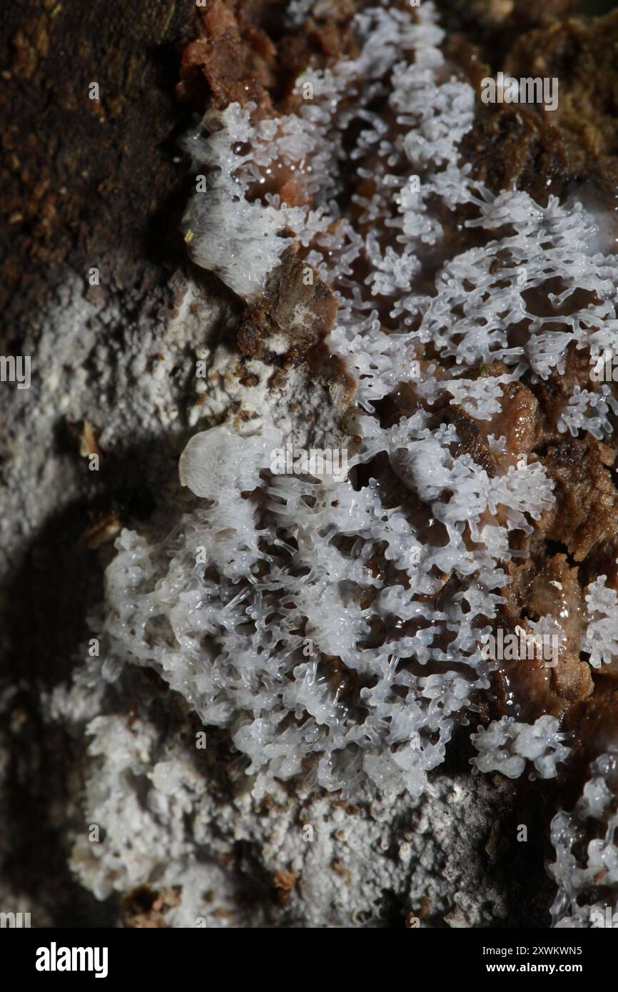 Honeycomb Coral Slime Mold (Ceratiomyxa fruticulosa) Protozoa Stock ...