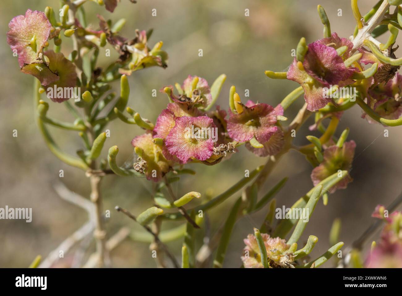 Sarcobatus vermiculatus hi-res stock photography and images - Alamy