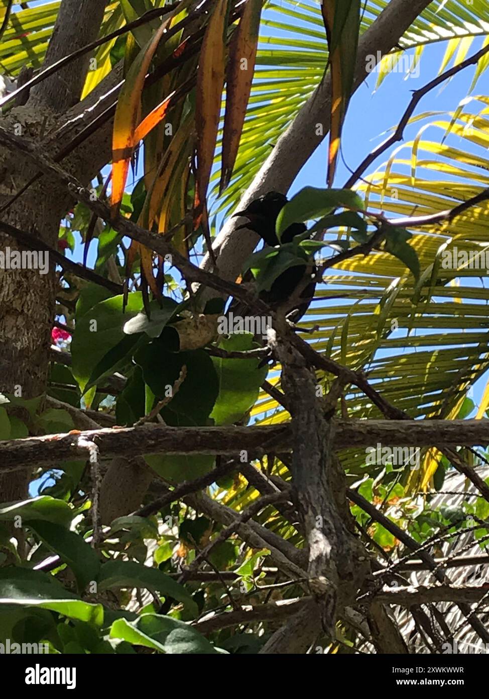 Red-vented Bulbul (Pycnonotus cafer) Aves Stock Photo - Alamy