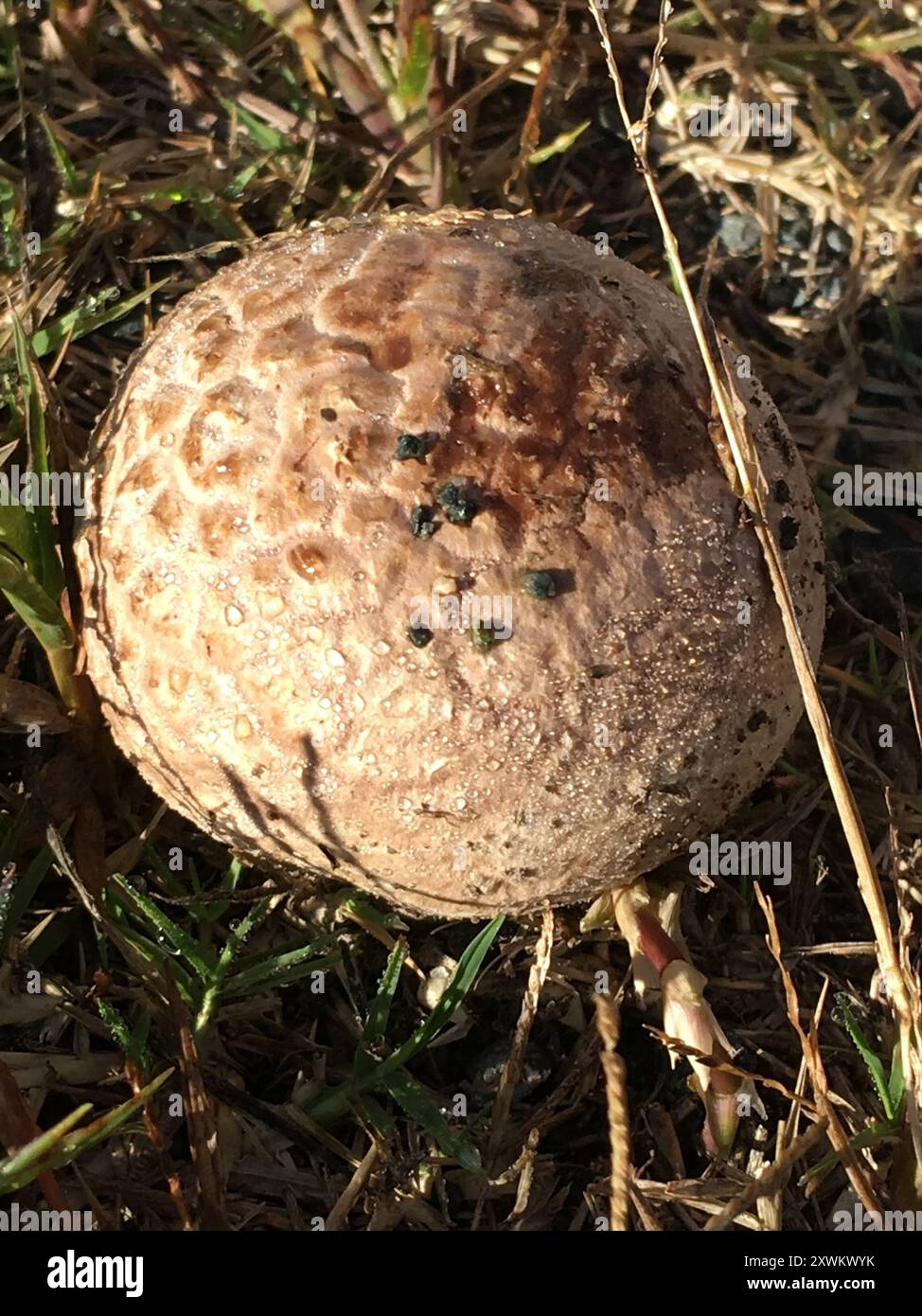 puffballs (Lycoperdaceae) Fungi Stock Photo - Alamy