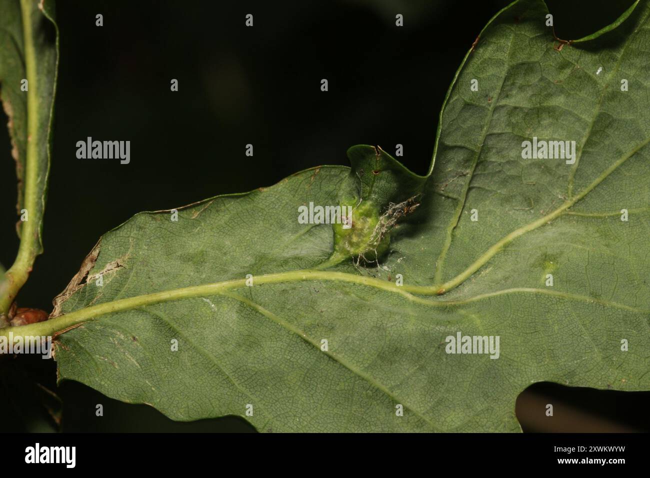 Oak Curved-leaf Gall Wasp (Andricus curvator) Insecta Stock Photo - Alamy