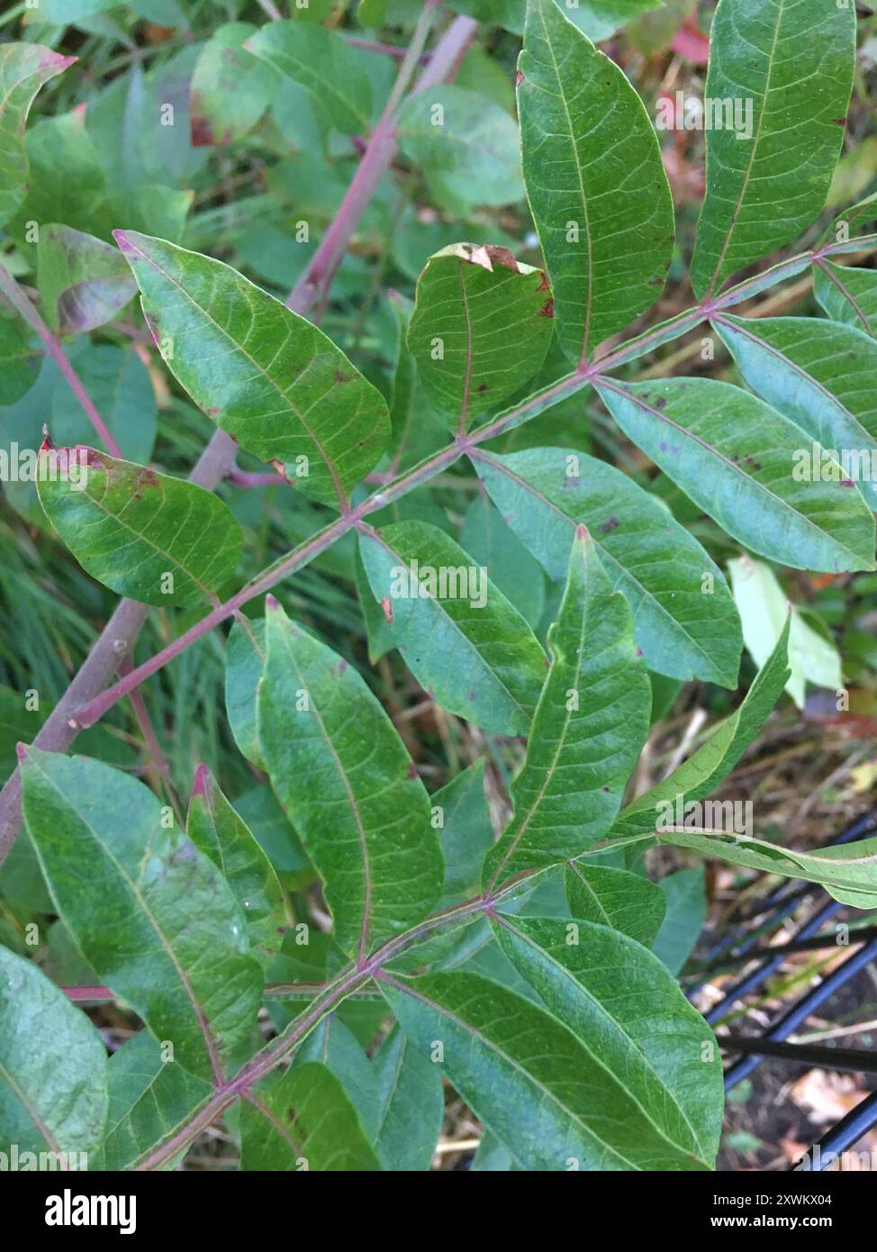 shining sumac (Rhus copallinum) Plantae Stock Photo - Alamy