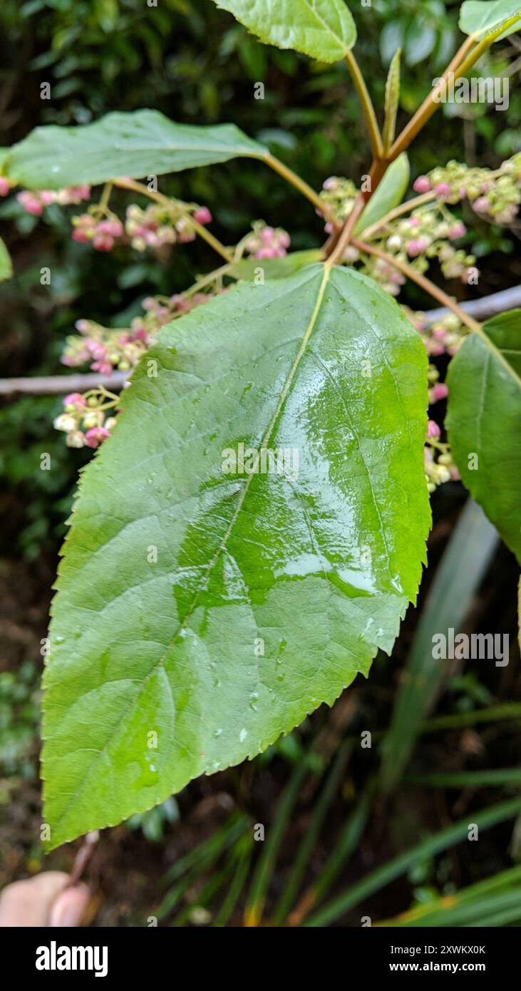 Wineberry (Aristotelia serrata) Plantae Stock Photo - Alamy