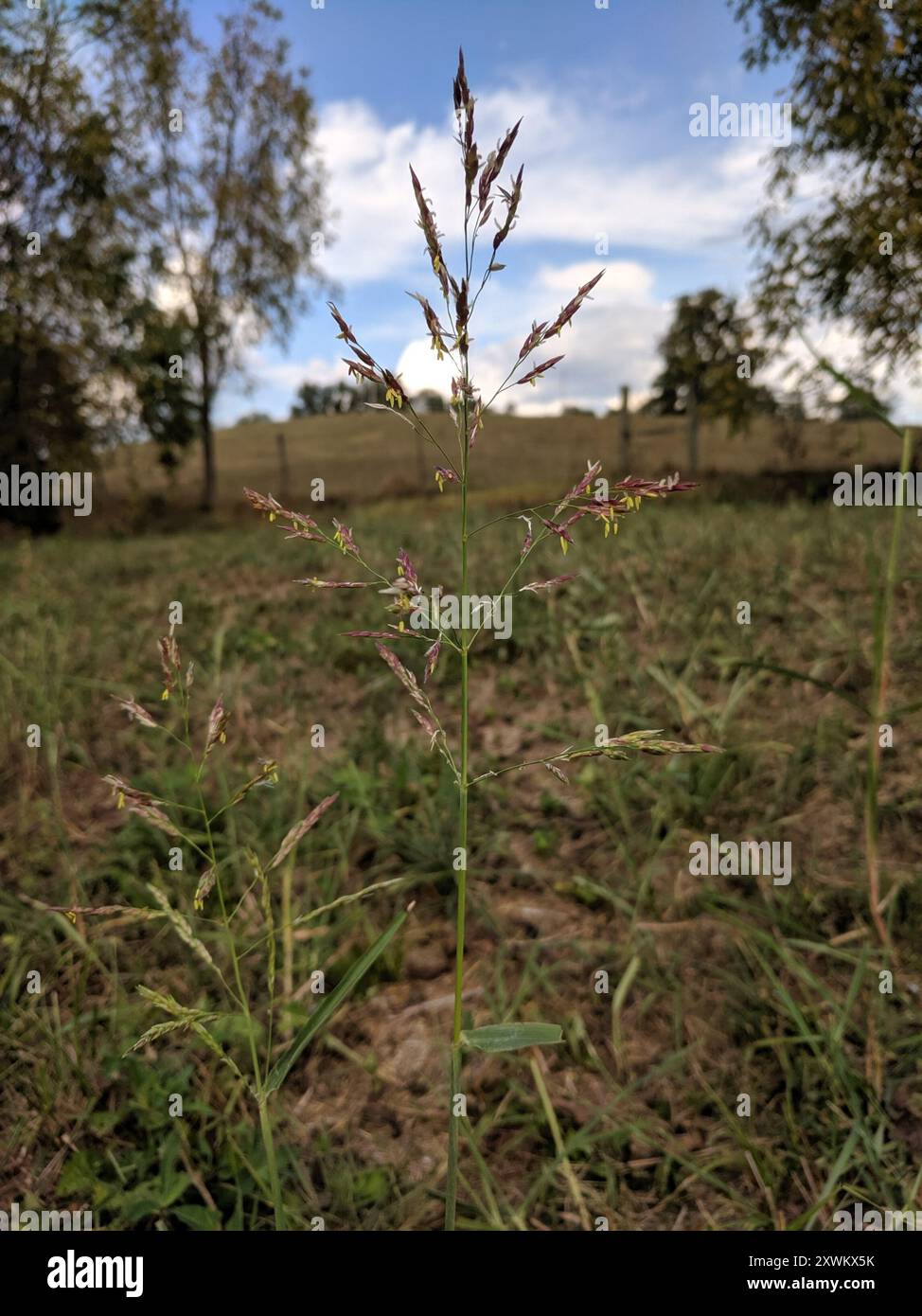 Johnson grass (Sorghum halepense) Plantae Stock Photo - Alamy