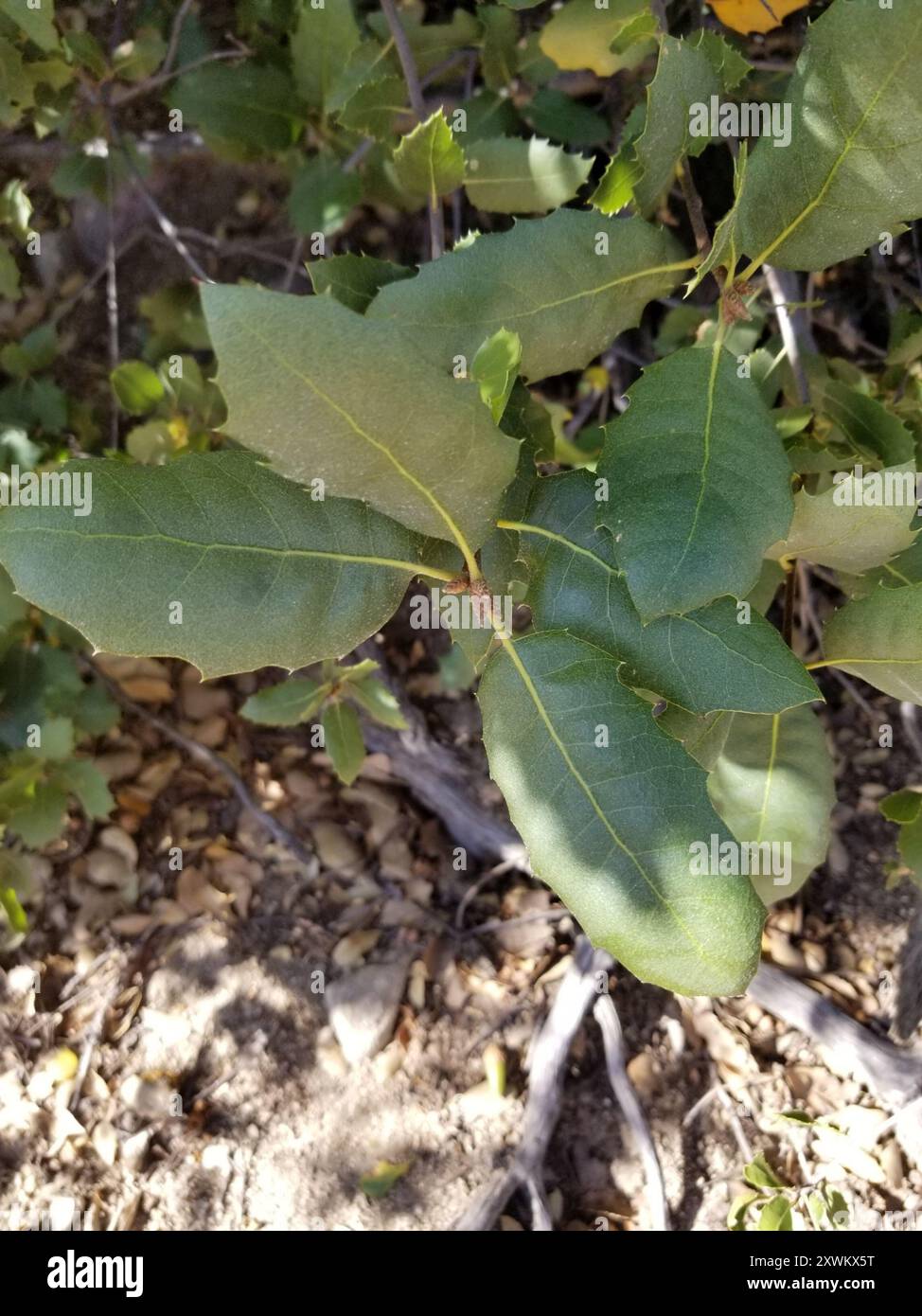 interior live oak (Quercus wislizeni) Plantae Stock Photo - Alamy
