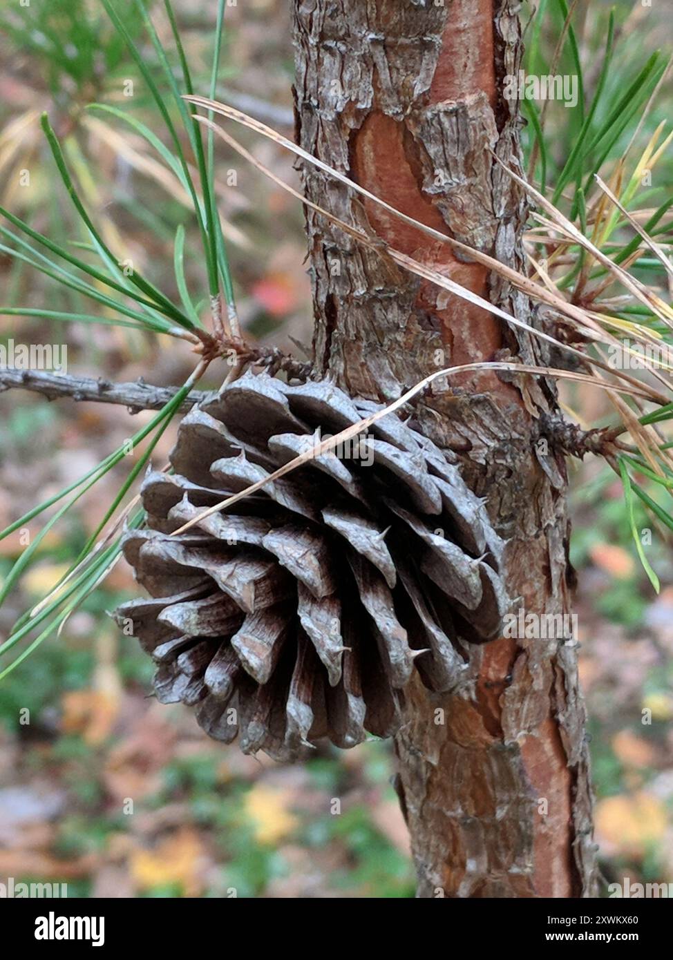 pitch pine (Pinus rigida) Plantae Stock Photo - Alamy