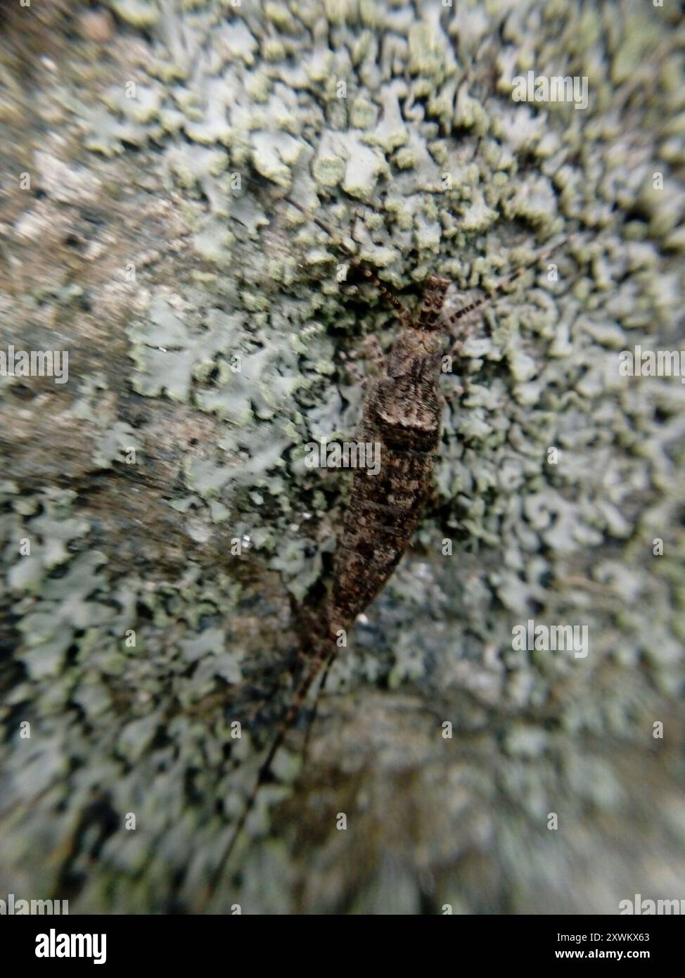 Leaf Litter Bristle-tails (Machilis) Insecta Stock Photo - Alamy