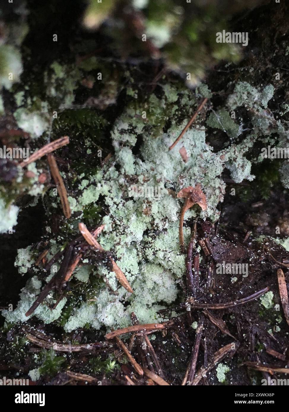 Dust Lichens (Lepraria) Fungi Stock Photo - Alamy