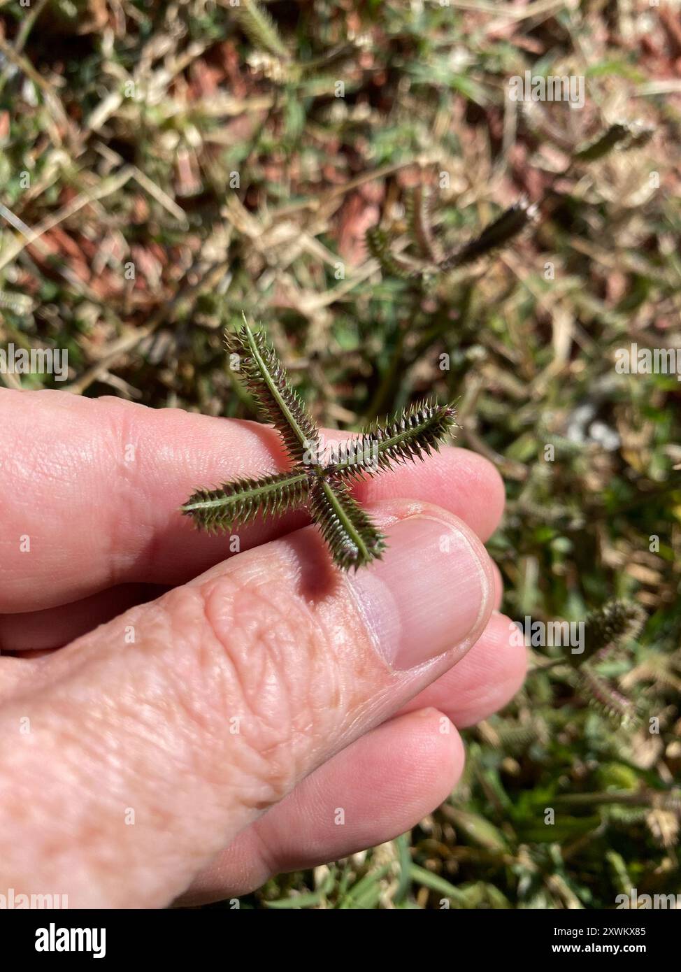 Durban Crowfoot (Dactyloctenium aegyptium) Plantae Stock Photo - Alamy