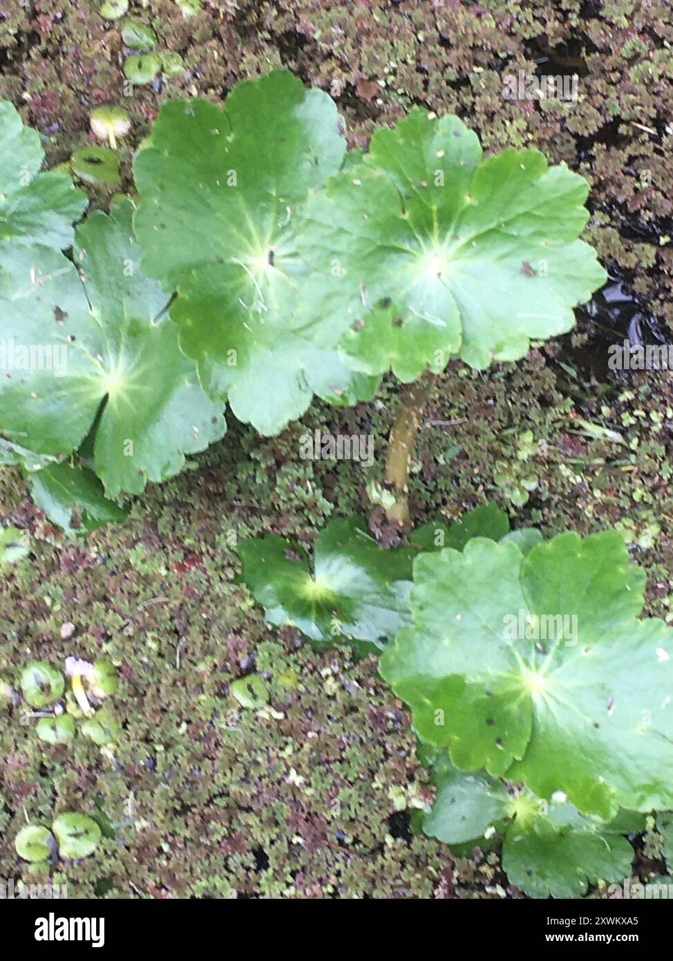 floating marsh pennywort (Hydrocotyle ranunculoides) Plantae Stock ...