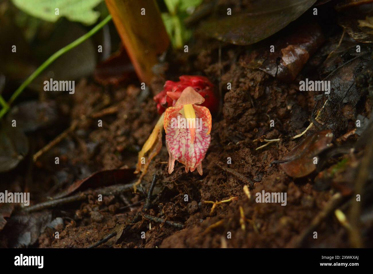 true gingers (Zingiber) Plantae Stock Photo - Alamy