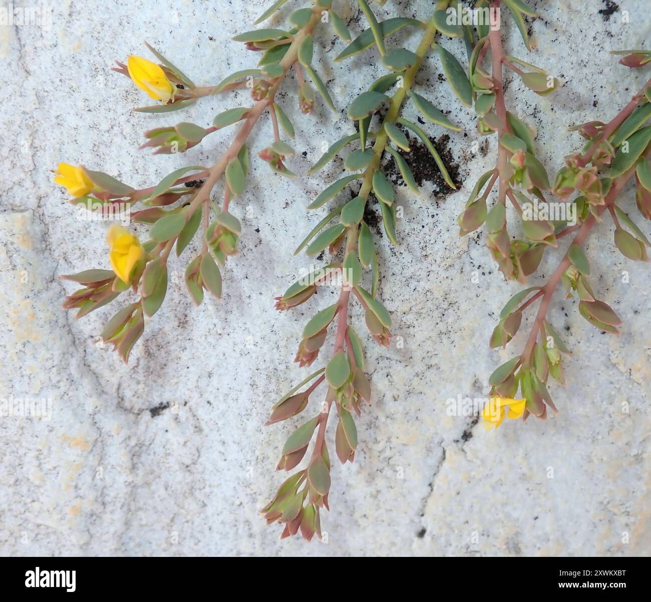 Common Cape Widowpea (Rafnia capensis capensis) Plantae Stock Photo - Alamy