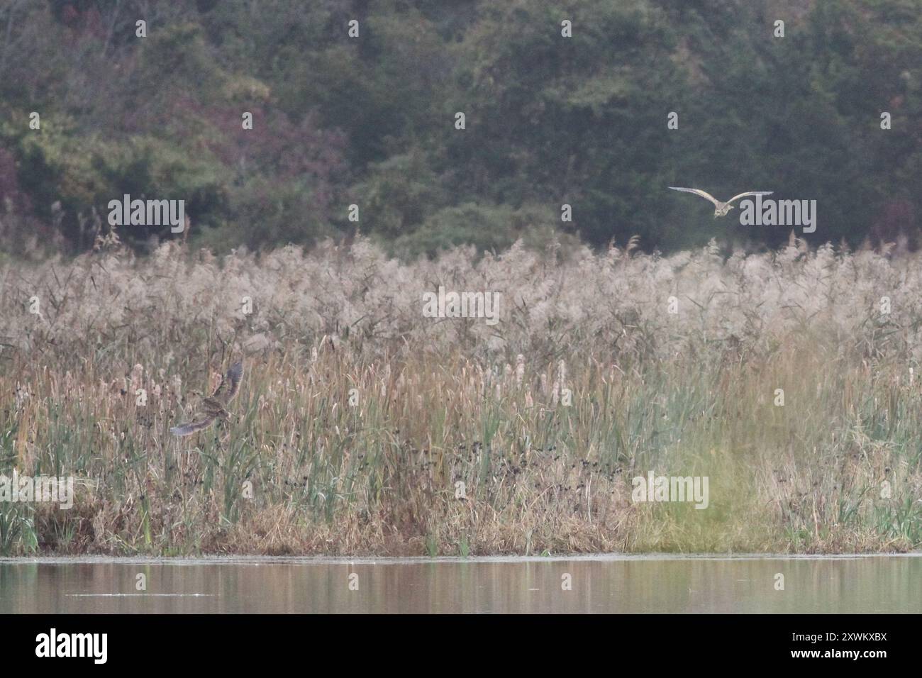 American Bittern (Botaurus lentiginosus) Aves Stock Photo - Alamy