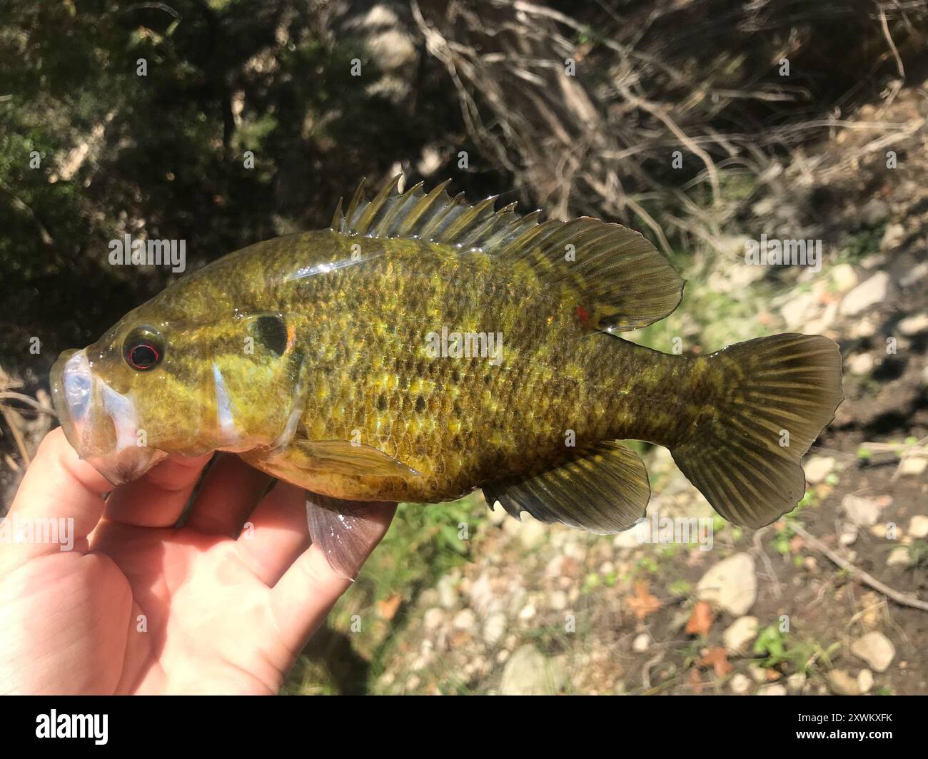 Warmouth hi-res stock photography and images - Alamy