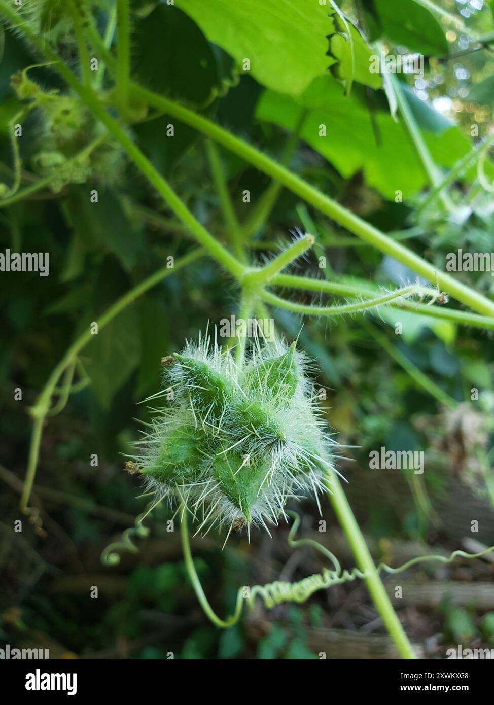 Oneseed Bur Cucumber (Sicyos angulatus) Plantae Stock Photo - Alamy