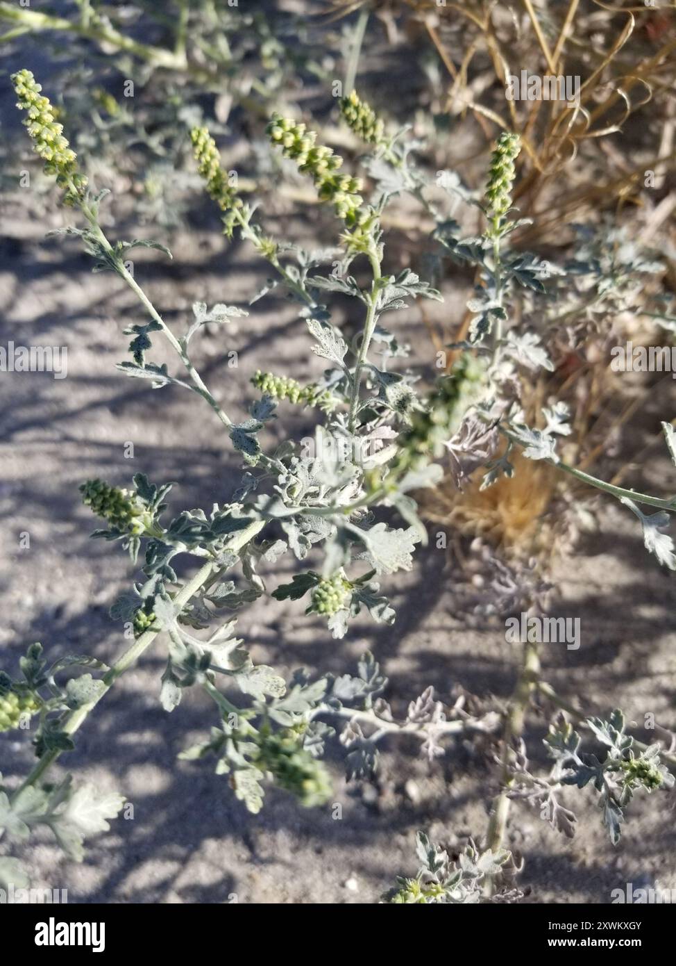 Burrobush (Ambrosia dumosa) Plantae Stock Photo - Alamy