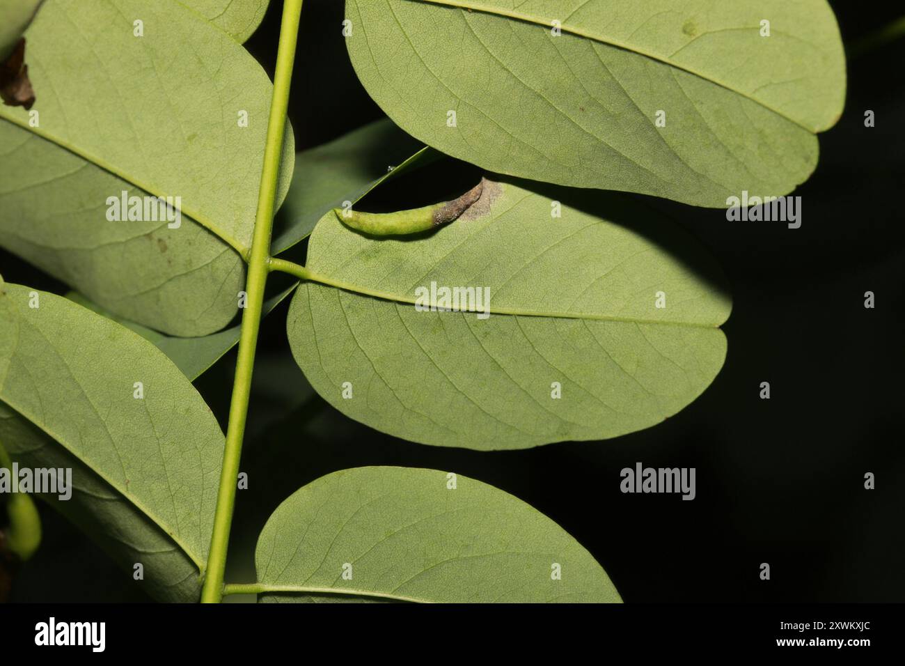 locust gall midge (Obolodiplosis robiniae) Insecta Stock Photo - Alamy