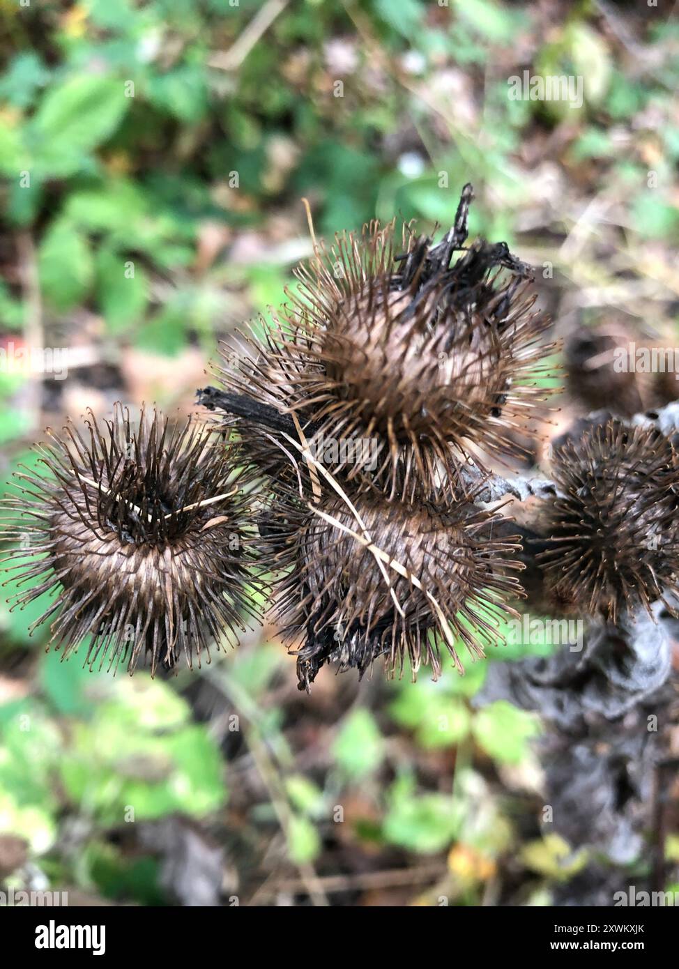 lesser burdock (Arctium minus) Plantae Stock Photo - Alamy