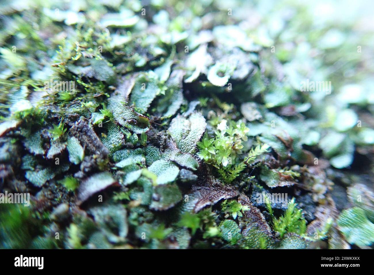 Thin Starwort (Mannia gracilis) Plantae Stock Photo - Alamy