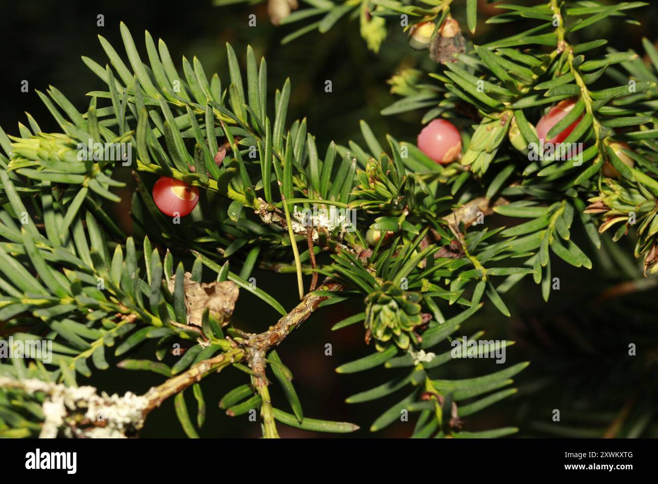 common yew (Taxus baccata) Plantae Stock Photo - Alamy