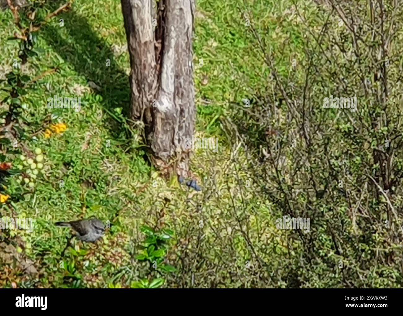 Igata gerygone hi-res stock photography and images - Alamy