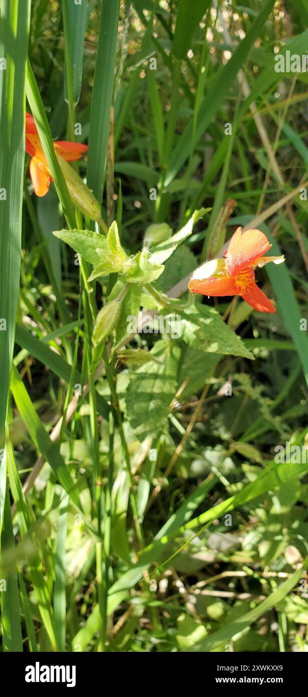 scarlet monkeyflower (Erythranthe cardinalis) Plantae Stock Photo - Alamy