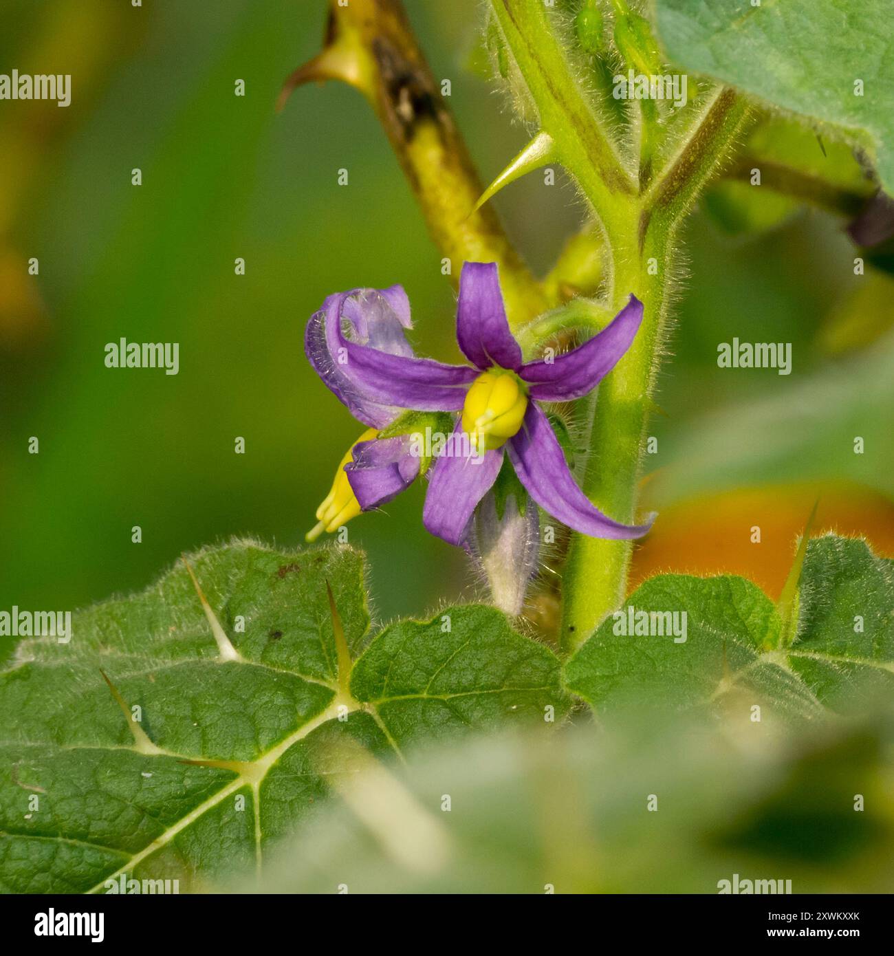nipplefruit (Solanum mammosum) Plantae Stock Photo - Alamy