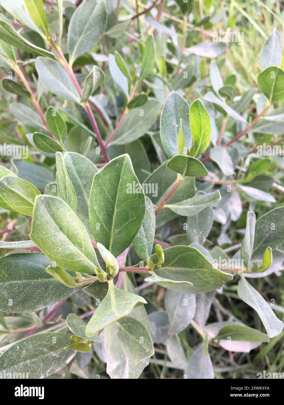 (Baccharis macrantha) Plantae Stock Photo - Alamy