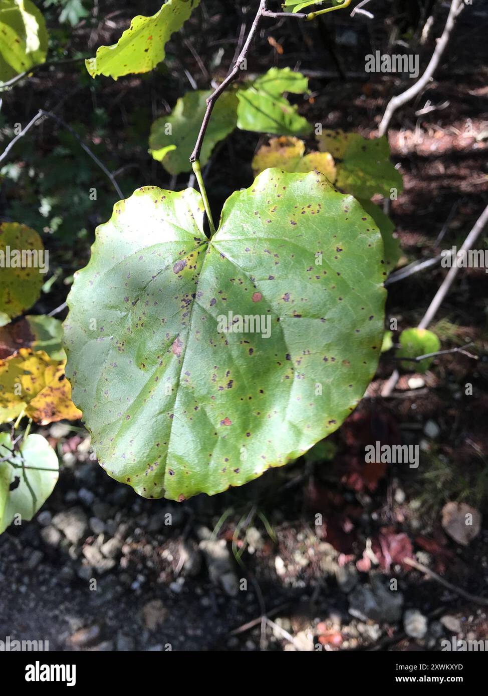 Texas redbud (Cercis canadensis texensis) Plantae Stock Photo - Alamy