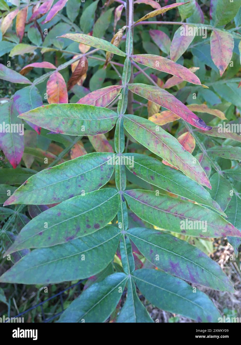 shining sumac (Rhus copallinum) Plantae Stock Photo - Alamy