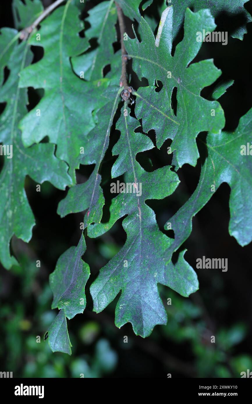 Turkey Oak (Quercus cerris) Plantae Stock Photo - Alamy