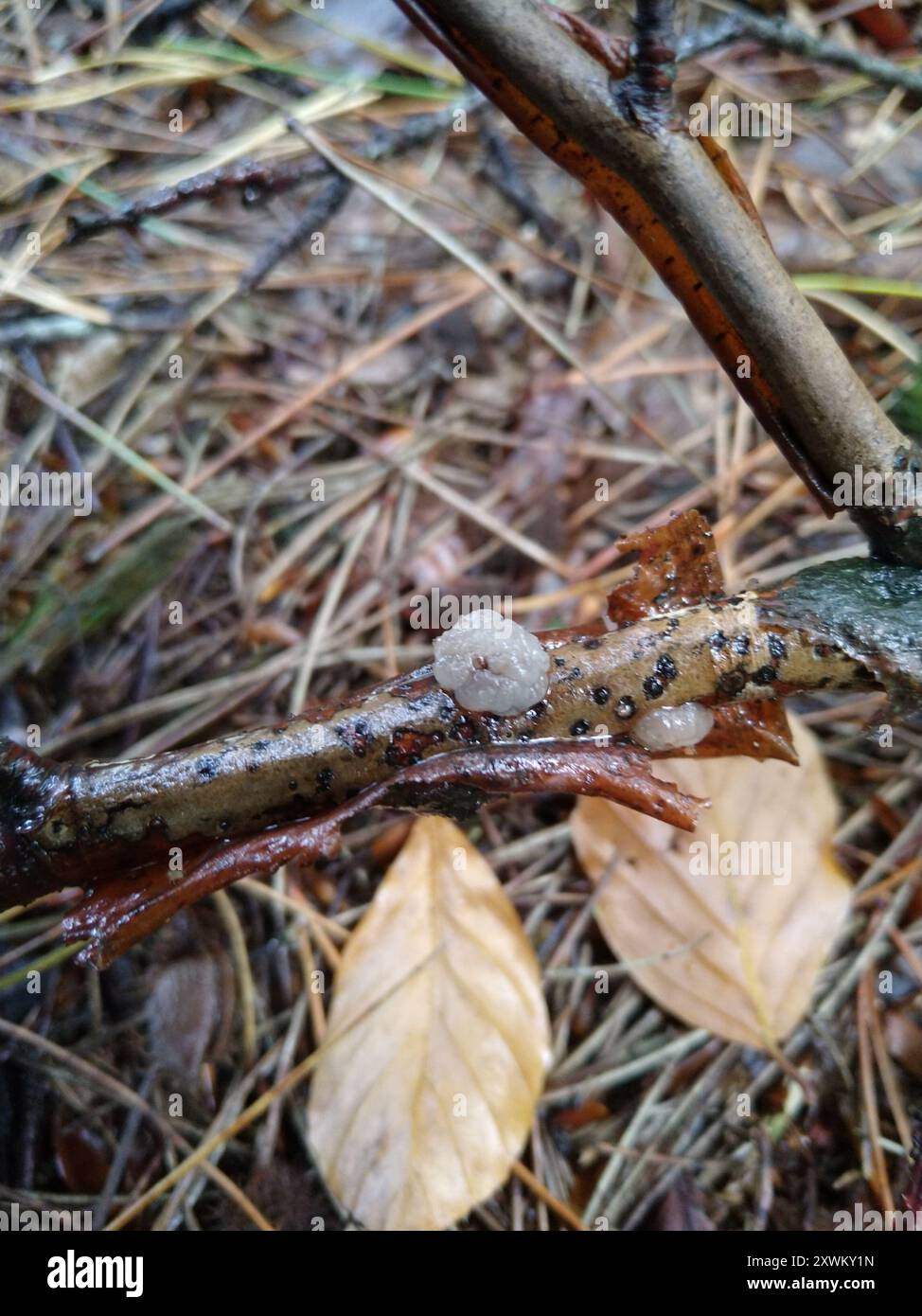 Crystal Brain Fungus (Myxarium nucleatum) Fungi Stock Photo - Alamy