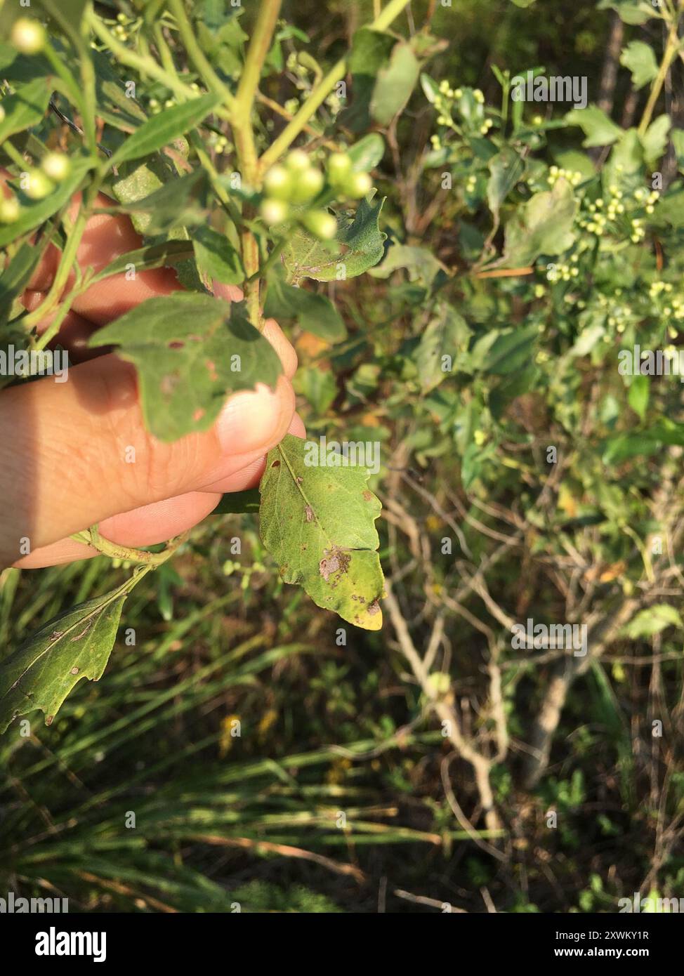 groundsel tree (Baccharis halimifolia) Plantae Stock Photo - Alamy