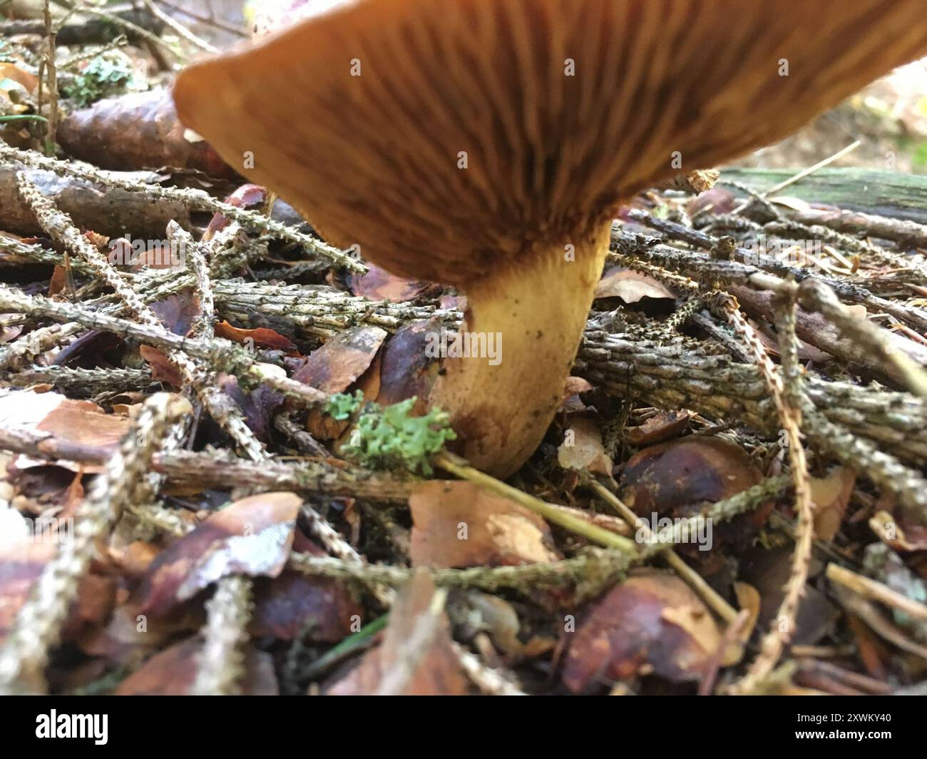 Brown Roll-Rim (Paxillus involutus) Fungi Stock Photo - Alamy