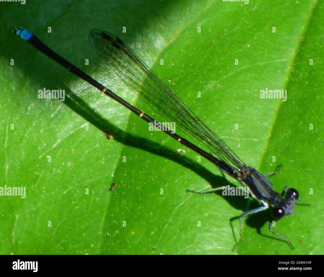 Blue-tipped Dancer (Argia tibialis) Insecta Stock Photo - Alamy
