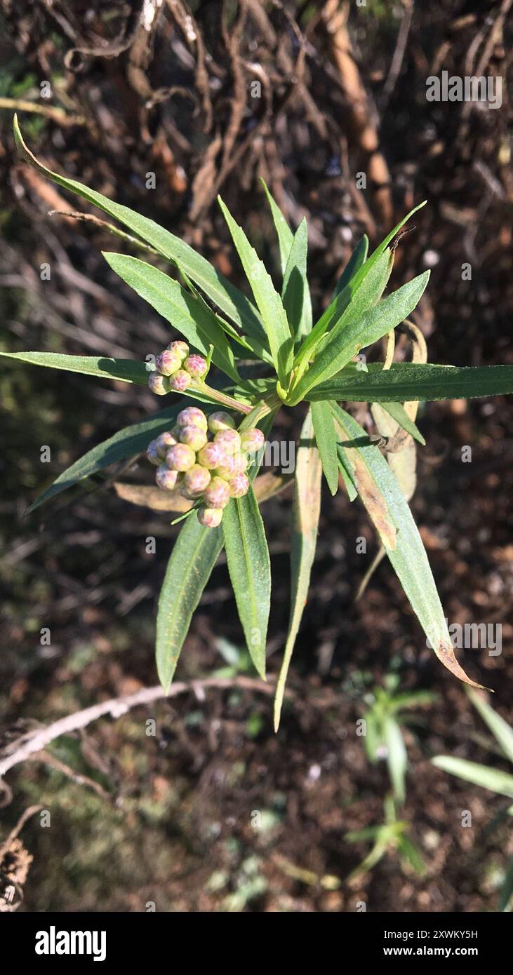 mule fat (Baccharis salicifolia) Plantae Stock Photo - Alamy